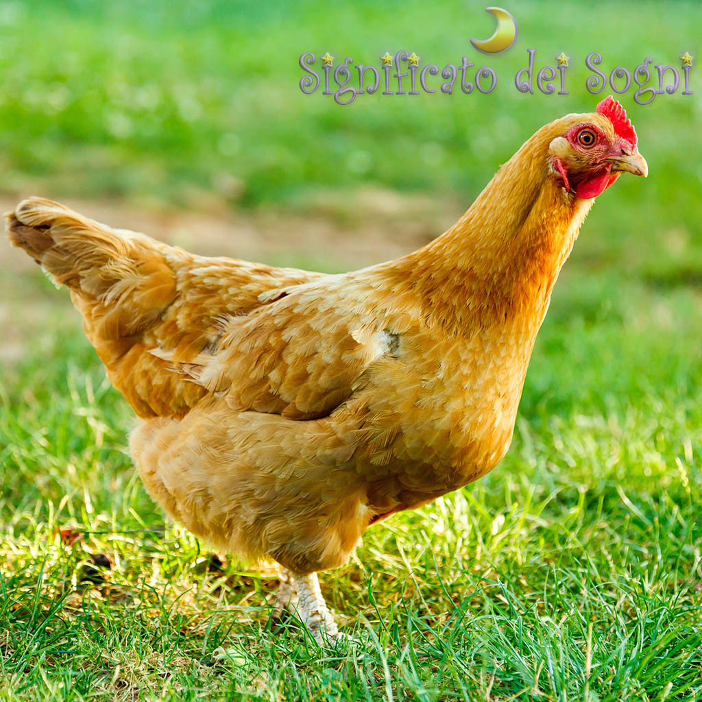 Sognare una gallina: significato, interpretazione e numeri